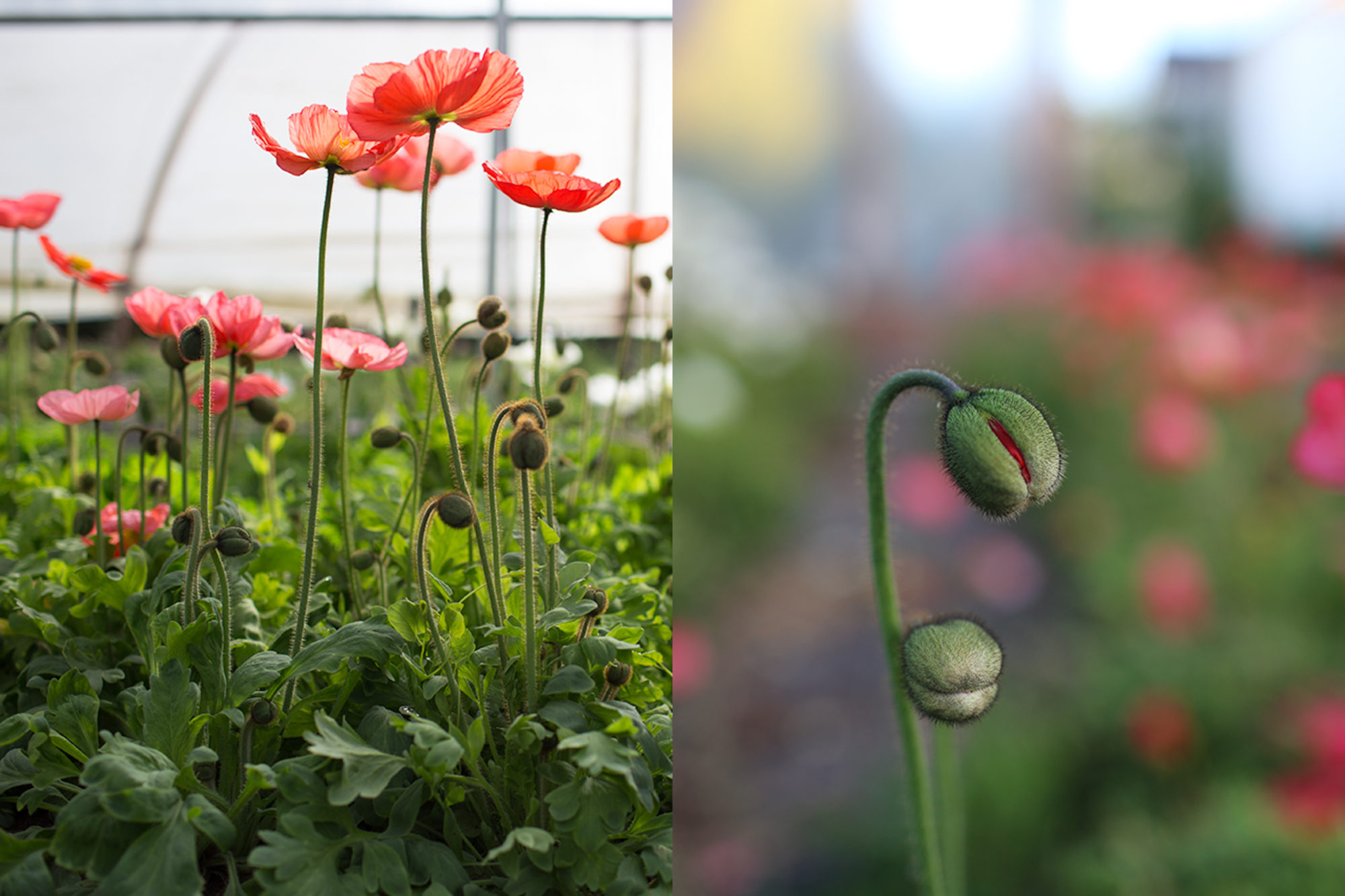 Poppy Primer - Floret Flowers