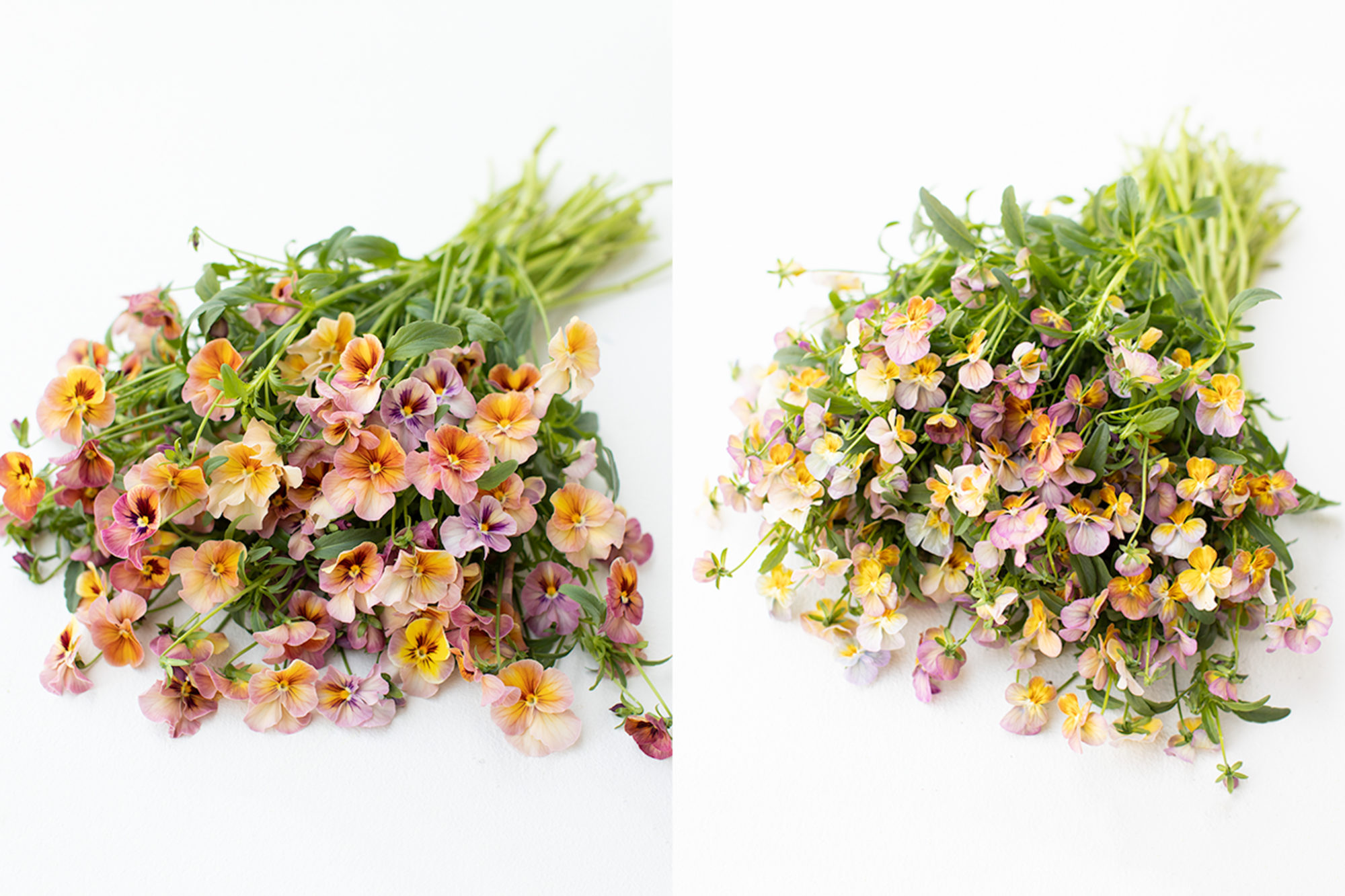 Pansies and Violas for Cut Flowers - Floret Flowers