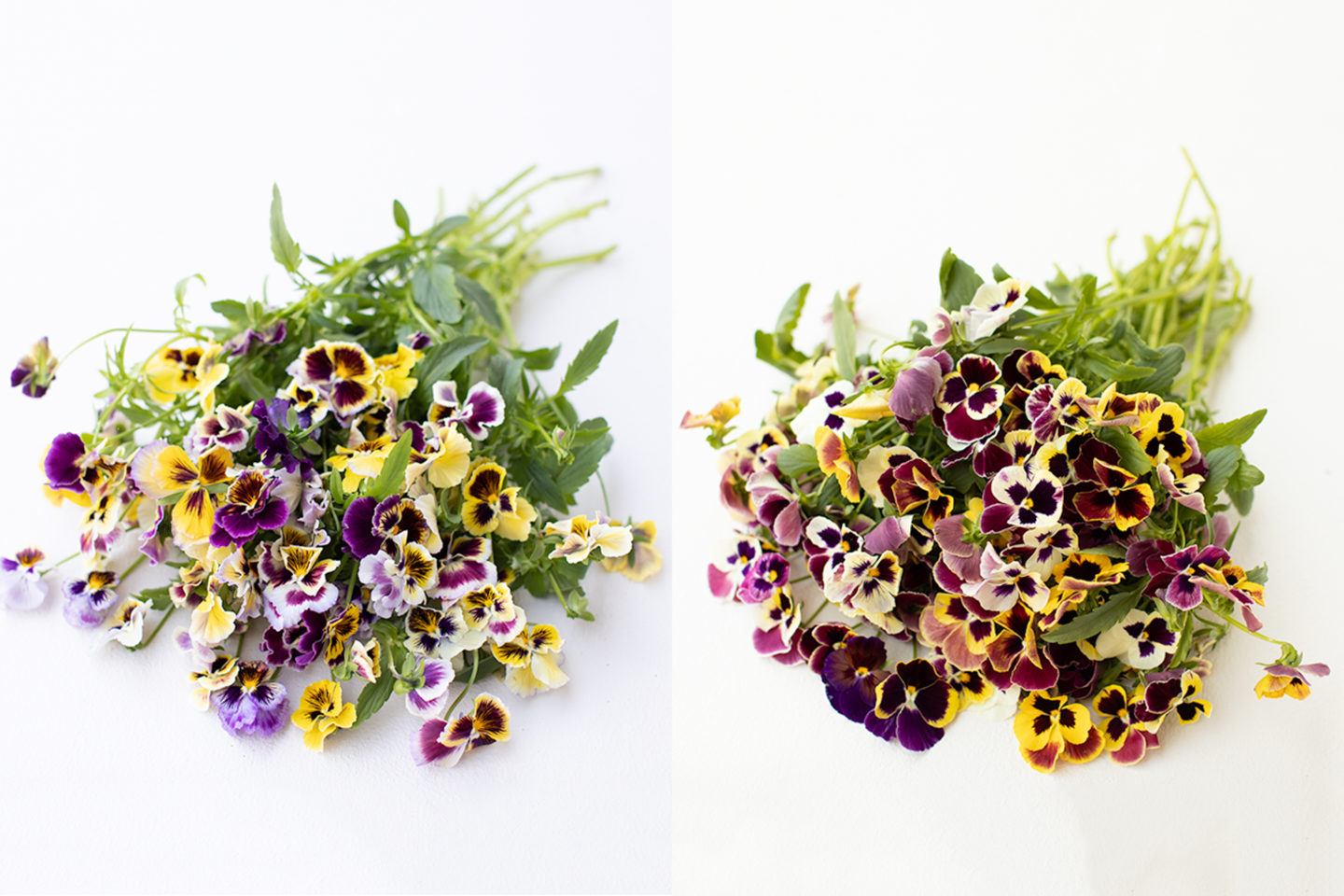 Pansies and Violas for Cut Flowers - Floret Flowers