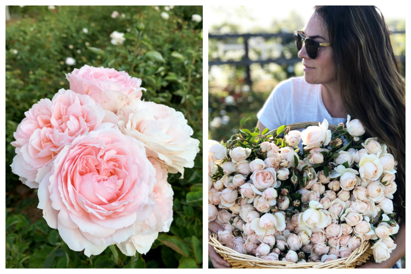 The {Farmer} & the Florist Interview: Grace Rose Farm - Floret Flowers
