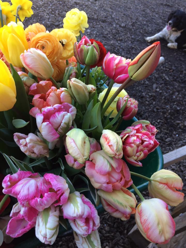 #AYearInFlowers Week 14 - Floret Flowers