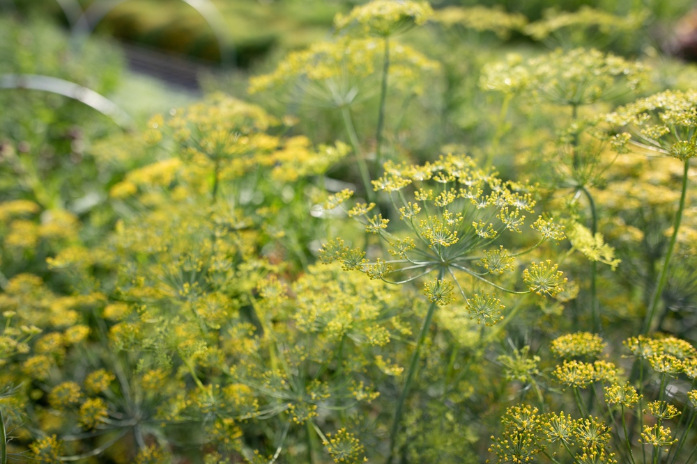 Fabulous Foliage and Fillers - Floret Flowers