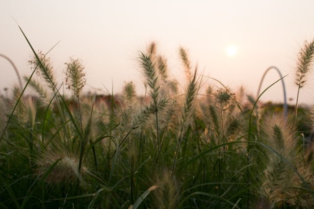 Grasses, Grains, and Pods - Floret Flowers