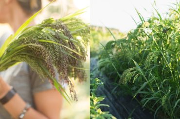Grasses, Grains, and Pods - Floret Flowers