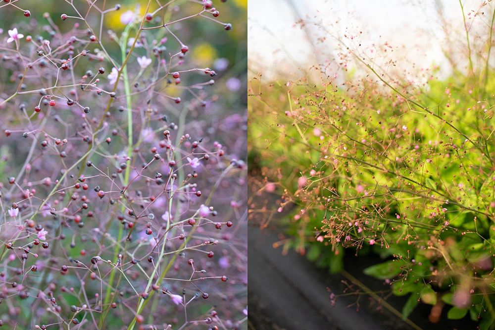 Grasses, Grains, and Pods - Floret Flowers