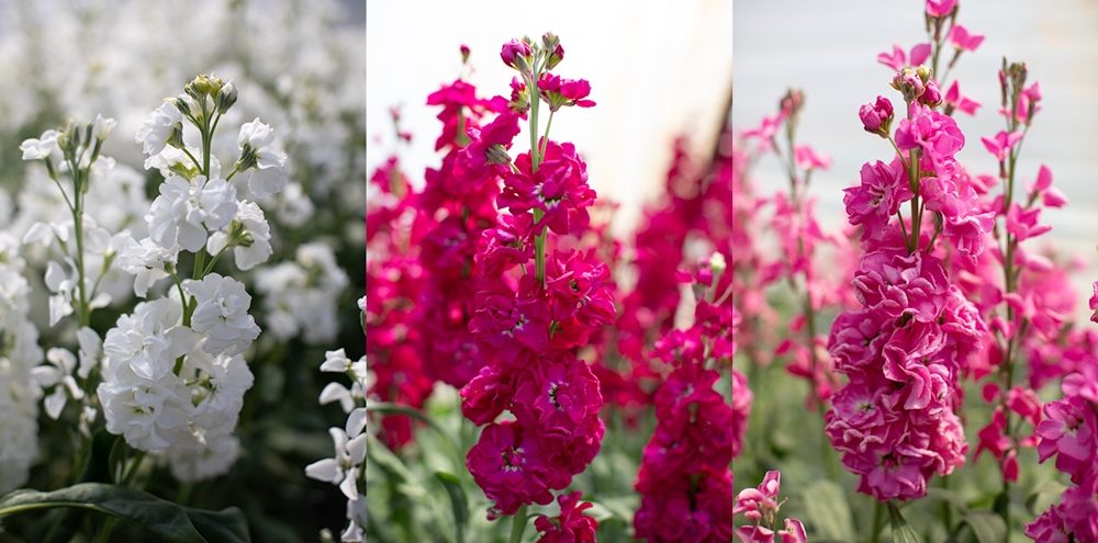 Easy-to-grow Hardy Annuals - Floret Flowers