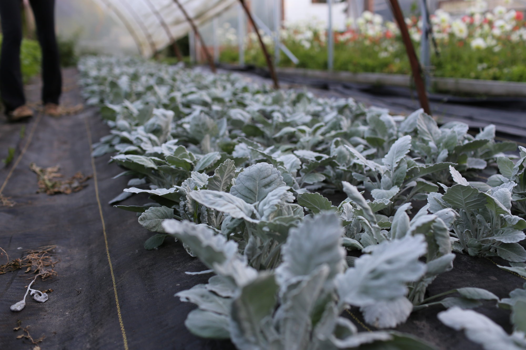 Fabulous Foliage and Fillers - Floret Flowers