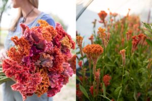Heat-loving Flowers and Foliage - Floret Flowers