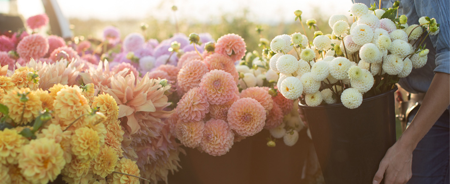 Scholarships - Floret Flowers