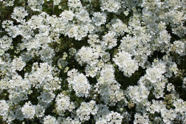 Easy-to-grow Hardy Annuals - Floret Flowers