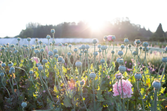 Easy-to-grow Hardy Annuals - Floret Flowers