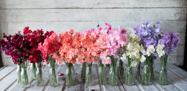 Easy-to-grow Hardy Annuals - Floret Flowers