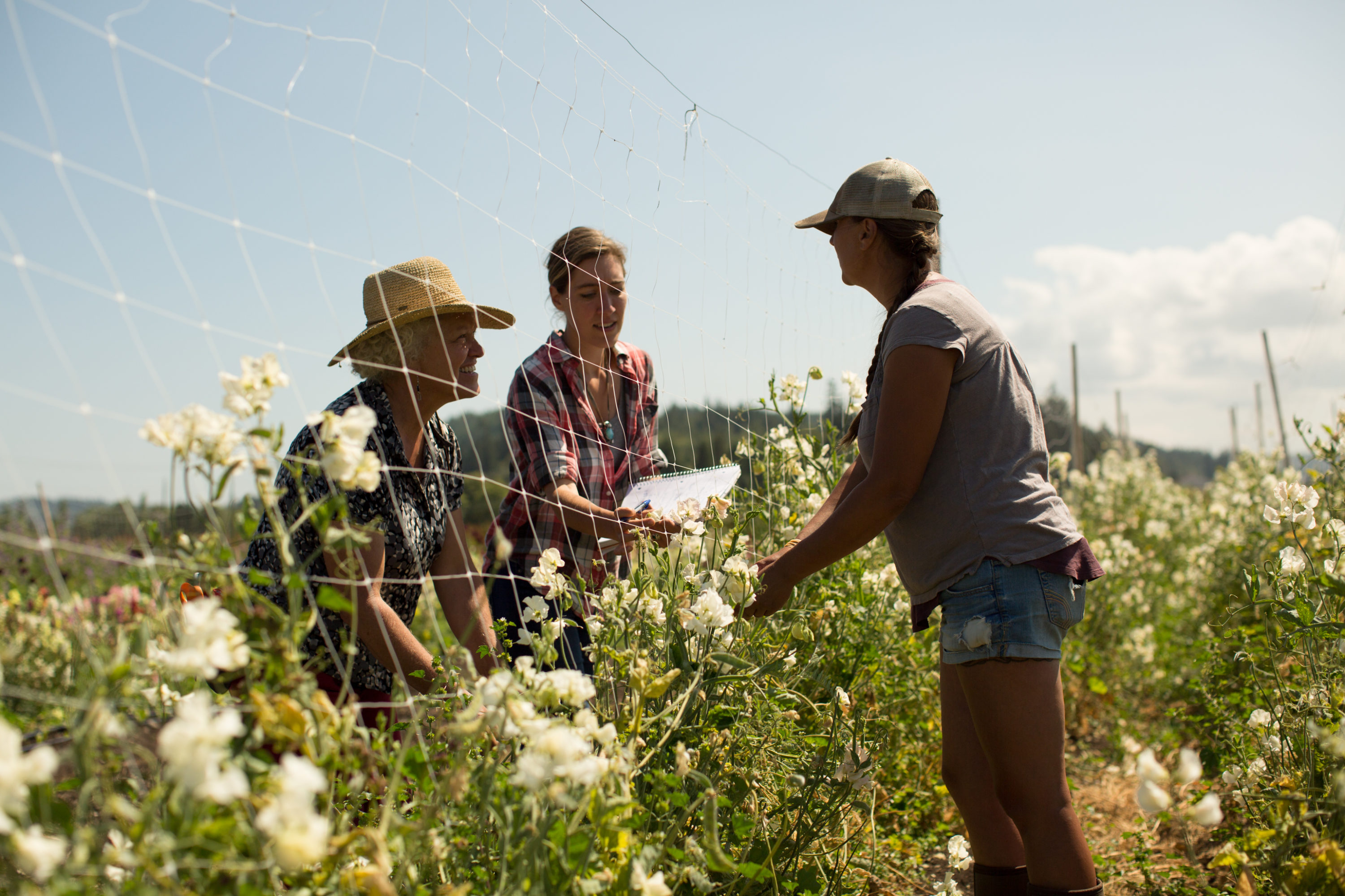 Floret's Favorite Specialty Seed Sources - Floret Flowers