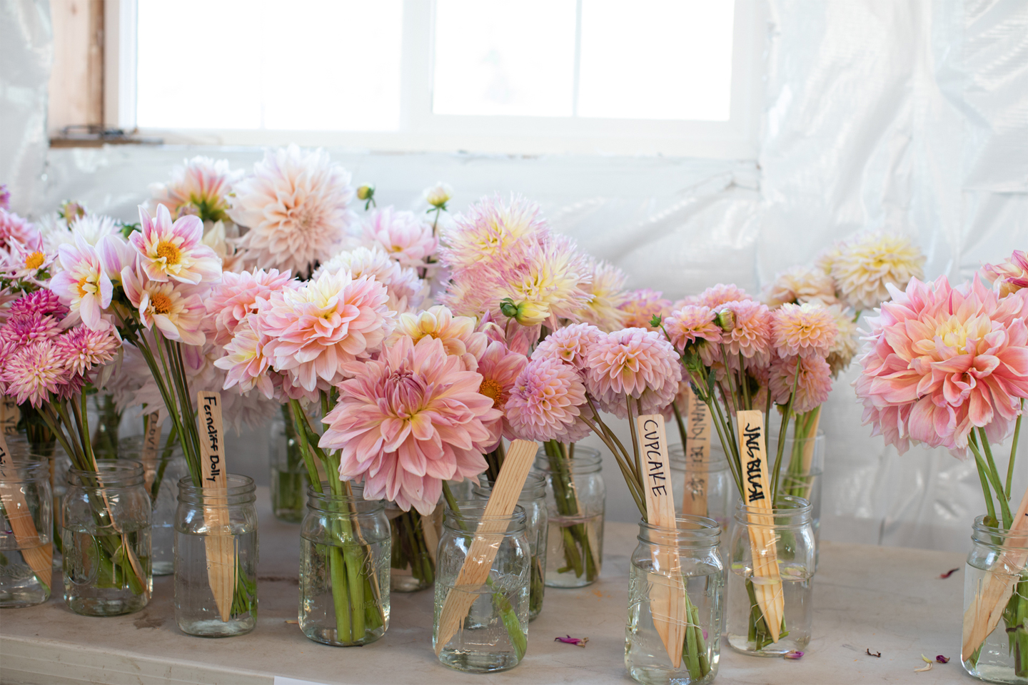 Discovering Dahlias is Here! - Floret Flowers
