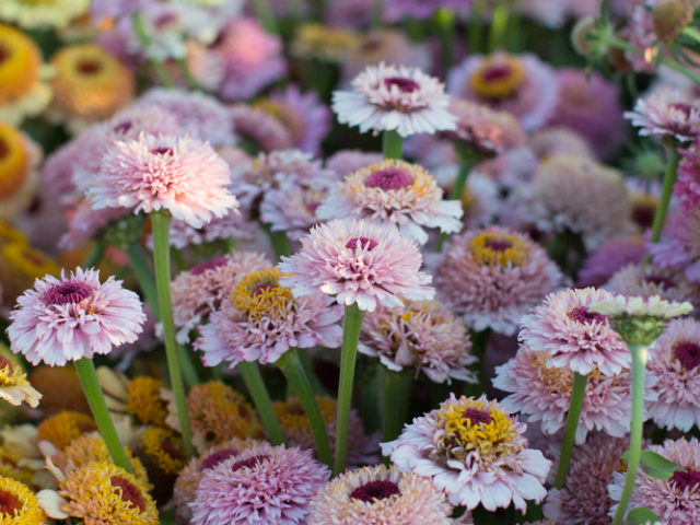 Cut Flower Crops - Floret Flowers