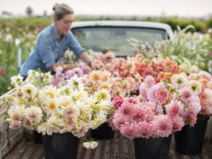 Resources - Floret Flowers