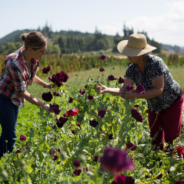 Floret Flowers - We are a small family farm in Washington's Skagit Valley