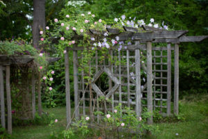 A Rose Story Part 4: An Interview with Anne Belovich - Floret Flowers