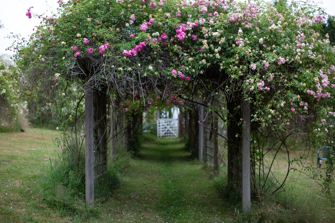 A Rose Story Part 4: An Interview with Anne Belovich - Floret Flowers