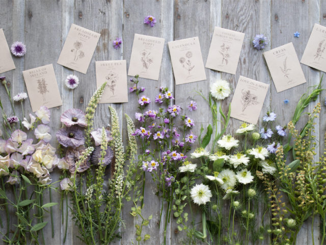 Floret Seeds - Floret Flowers