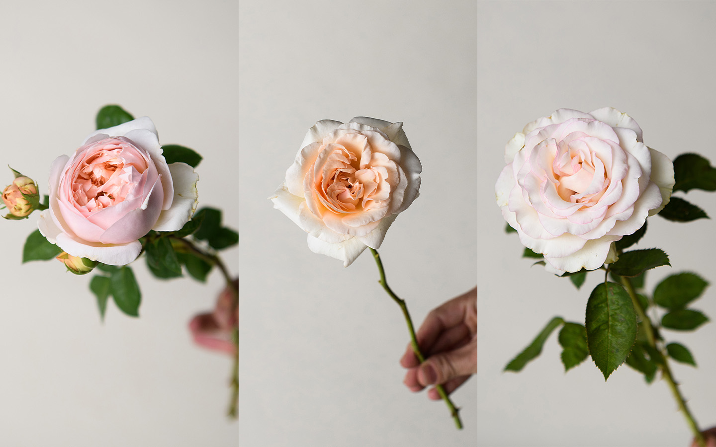 The {Farmer} & the Florist Interview: Felicia Alvarez - Floret Flowers