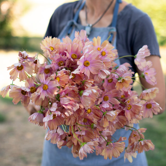 Floret Flowers - We are a small family farm in Washington's Skagit Valley