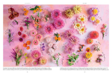 The {Farmer} & The Florist Interview: Zoë Field - Floret Flowers