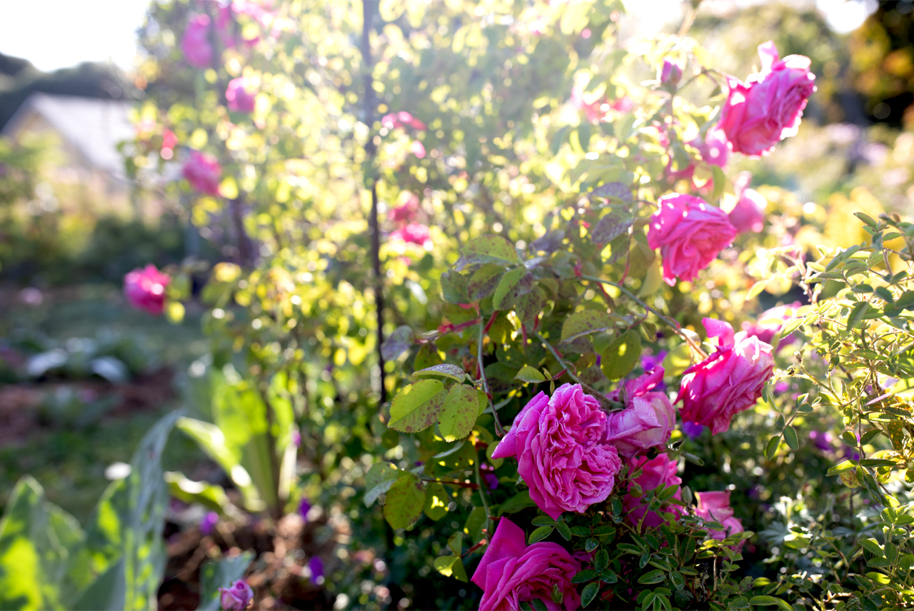 The {Farmer} & The Florist Interview: Gregg Lowery - Floret Flowers