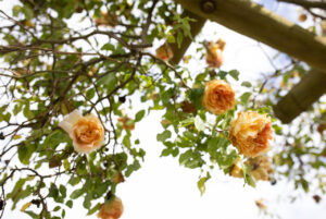 The {Farmer} & The Florist Interview: Gregg Lowery - Floret Flowers