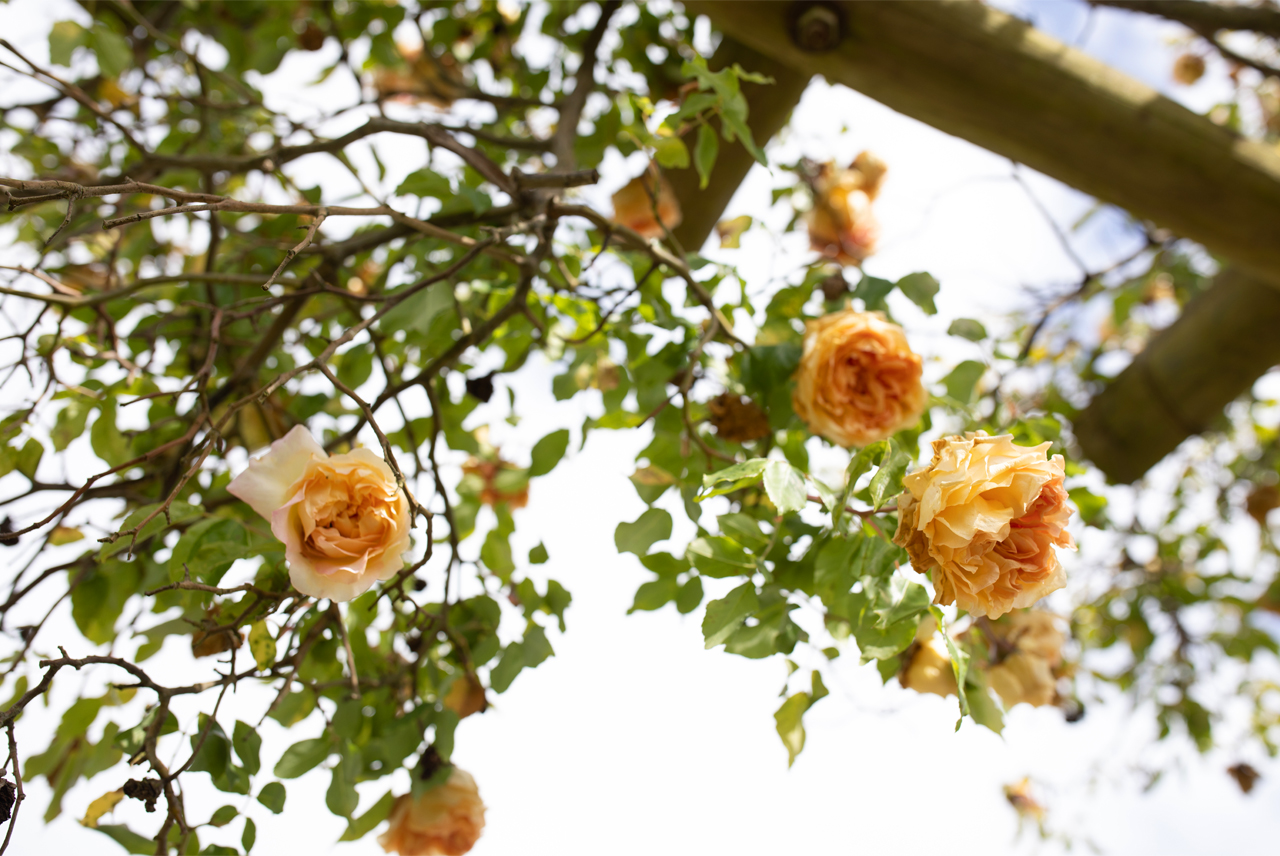 The {Farmer} & The Florist Interview: Gregg Lowery - Floret Flowers