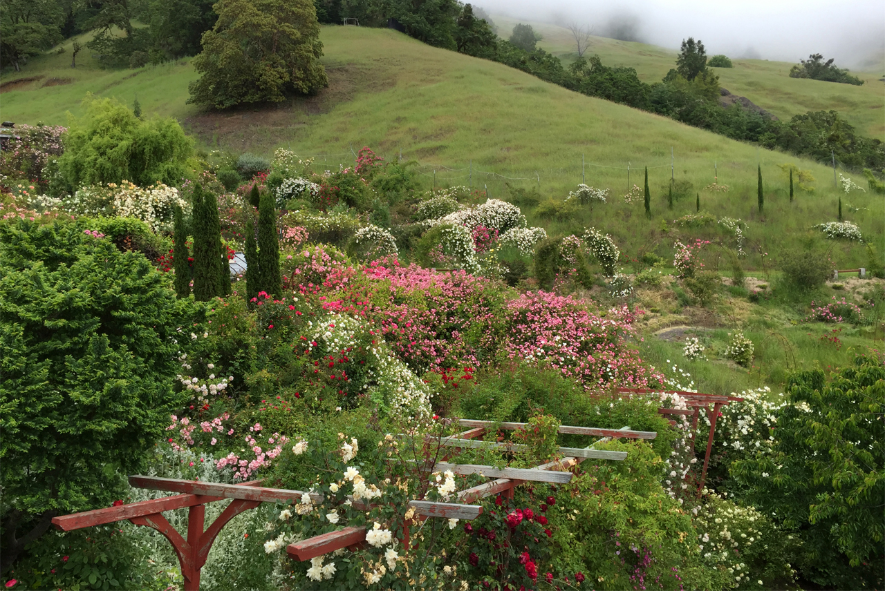 The {Farmer} & The Florist Interview: Gregg Lowery - Floret Flowers