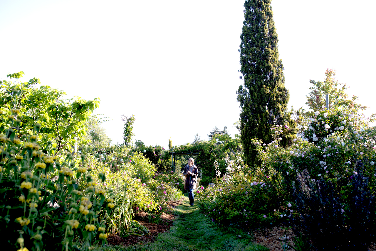 Rose Project Update - Floret Flowers