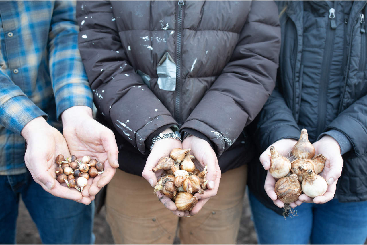 Favorite Bulb & Plant Sources - Floret Flowers