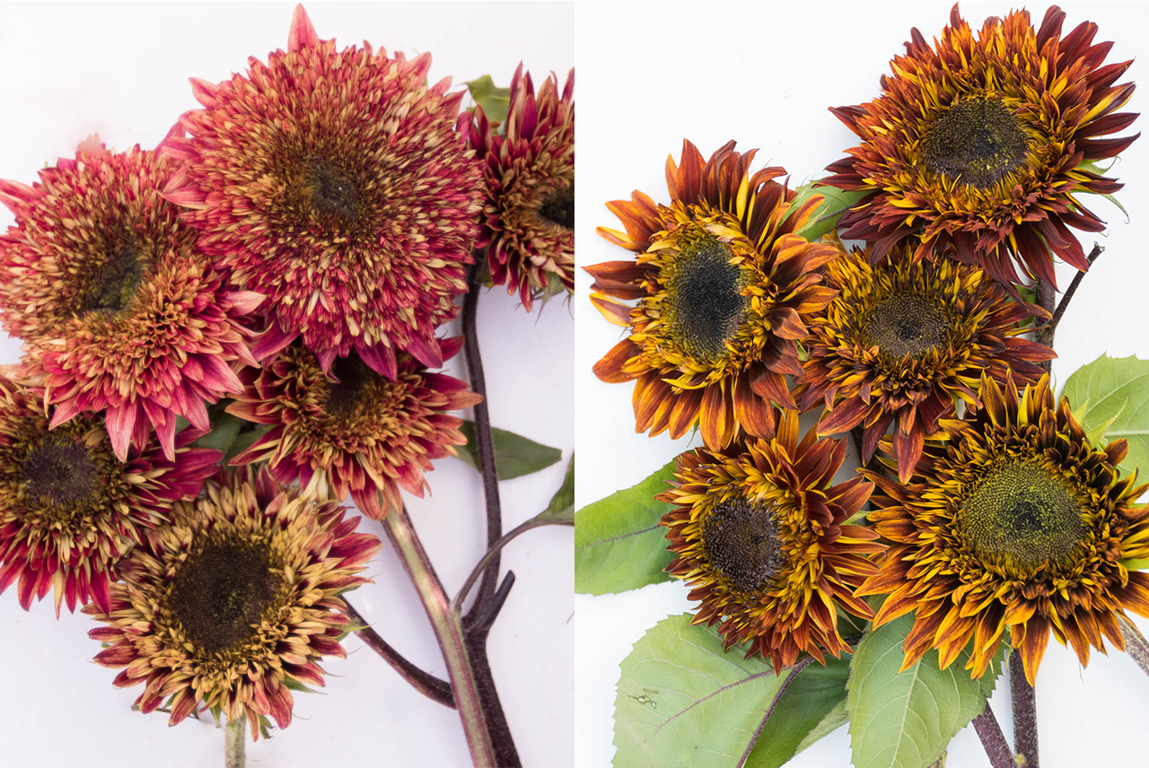 The {Farmer} & The Florist Interview: Steve Kaufer - Floret Flowers