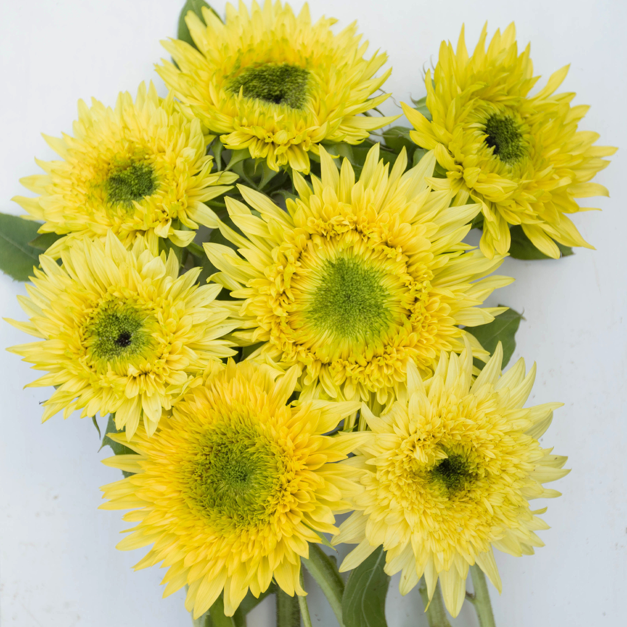 The {Farmer} & The Florist Interview: Steve Kaufer - Floret Flowers