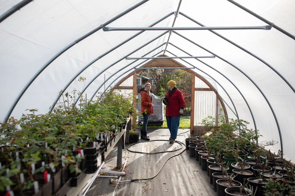 Rose Project Update - Floret Flowers