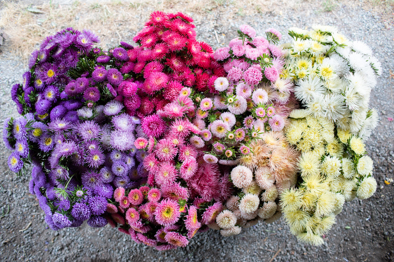 About the Floret Library - Floret Flowers