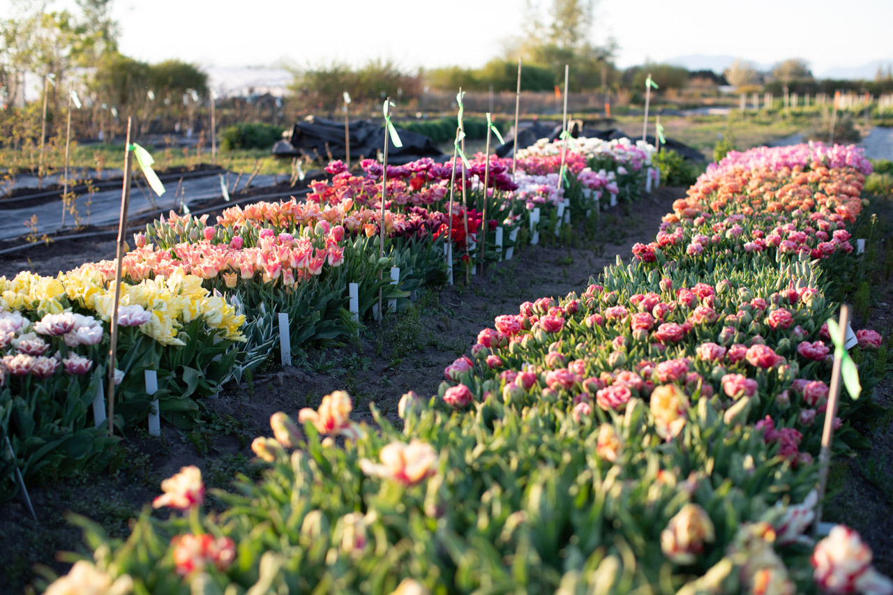 About the Floret Library - Floret Flowers