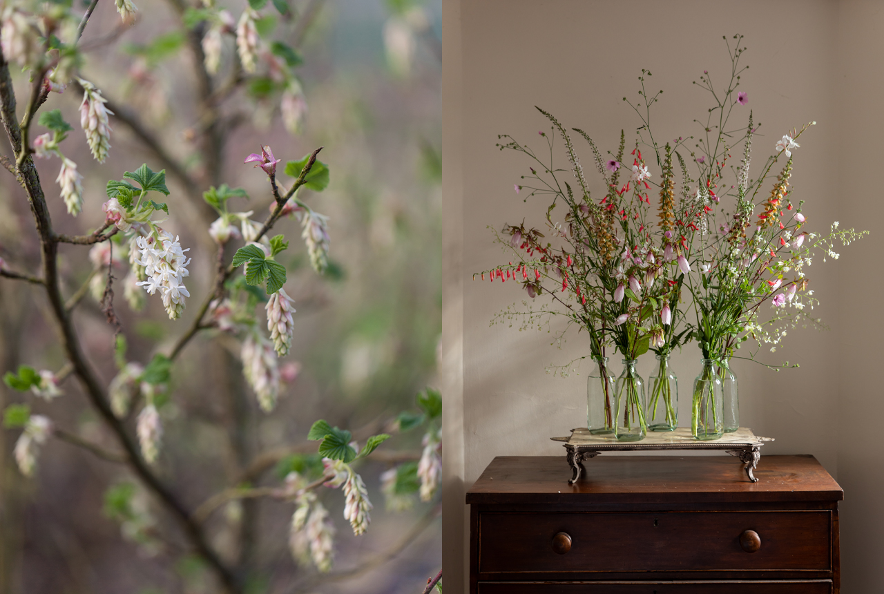 The {Farmer} & The Florist Interview: Rachel Siegfried - Floret Flowers