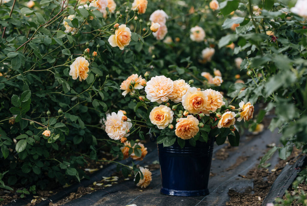 The {Farmer} & The Florist Interview: Rachel Siegfried - Floret Flowers