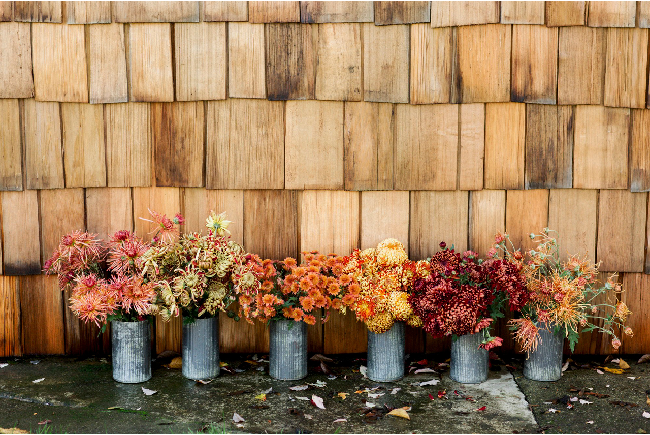 Favorite Bulb & Plant Sources - Floret Flowers