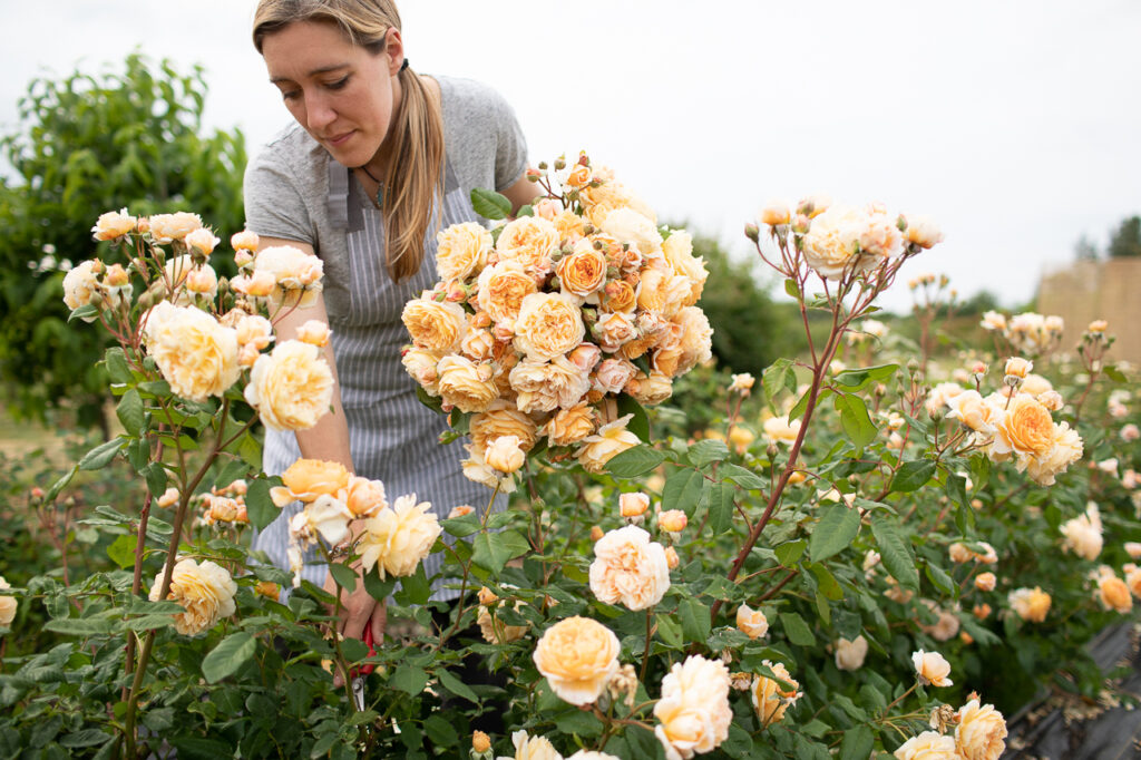 Favorite Bulb & Plant Sources - Floret Flowers