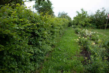 Planting Hedges & Hedgerows to Invite Wildlife - Floret Flowers