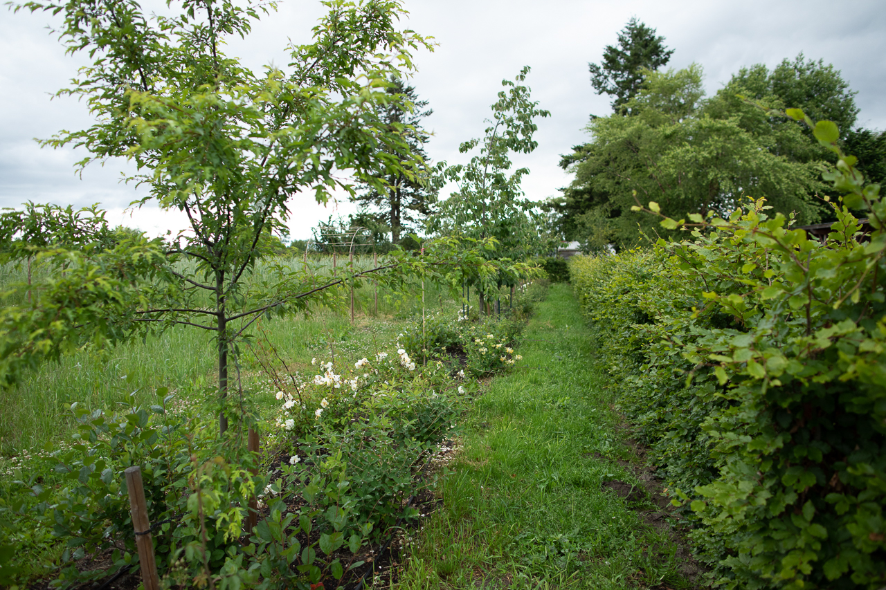 Planting Hedges & Hedgerows to Invite Wildlife - Floret Flowers