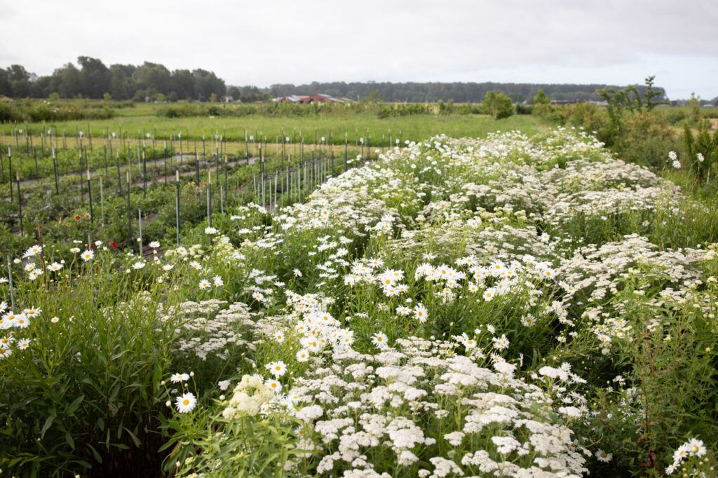 Attracting Pollinators into the Garden - Floret Flowers