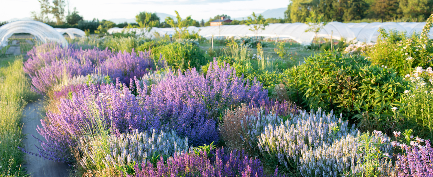 Attracting Pollinators into the Garden - Floret Flowers