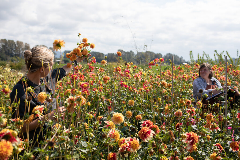 Floret Originals: An Update on our Breeding Program - Floret Flowers