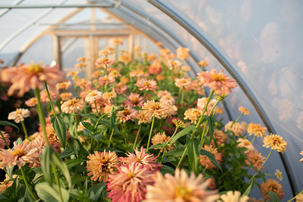 Floret Originals: An Update on our Breeding Program - Floret Flowers