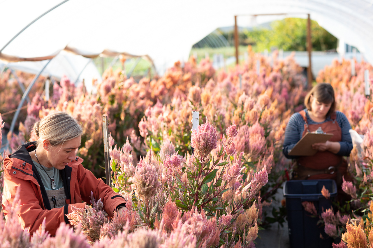 Floret Originals: An Update on our Breeding Program - Floret Flowers