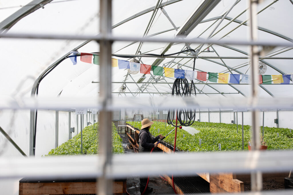 Floret Originals: An Update on our Breeding Program - Floret Flowers